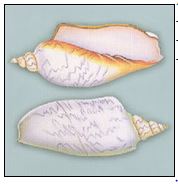 Twin Shells– Stitch Therapy Needleworks